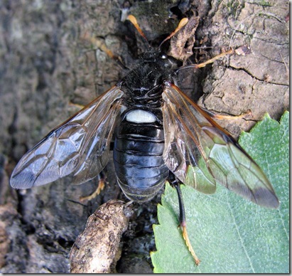 Brede High Woods: Birch sawfly (Cimbex femoratus)